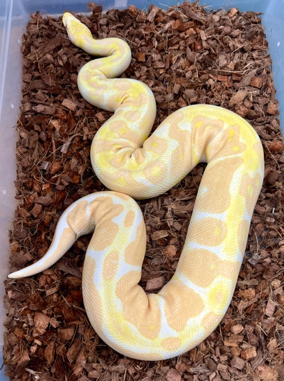 Pastel Albino Amazing Color Ball Python by SWReptile