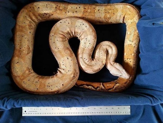 Adult Pair Of Hog Island Boas! Stunning Reduced Patterns! Boa ...