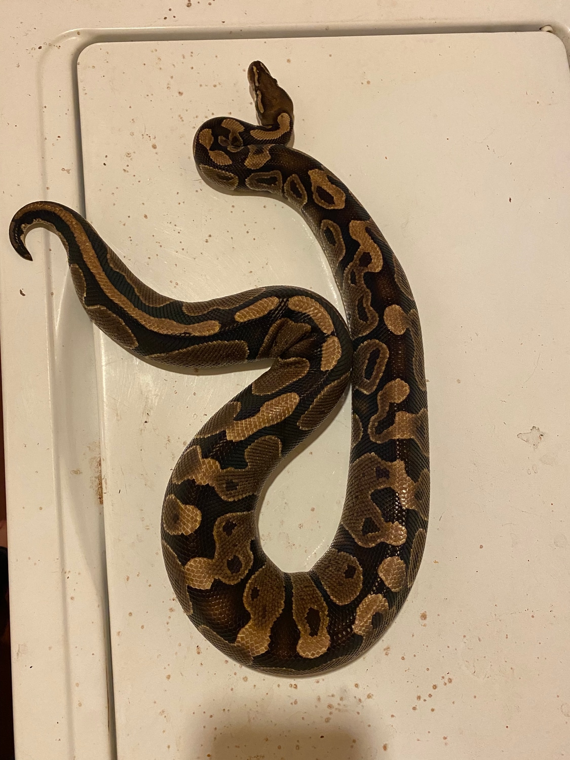 0.1 Normal Pos Het Clown Ball Python by Sierra Donnelly - MorphMarket