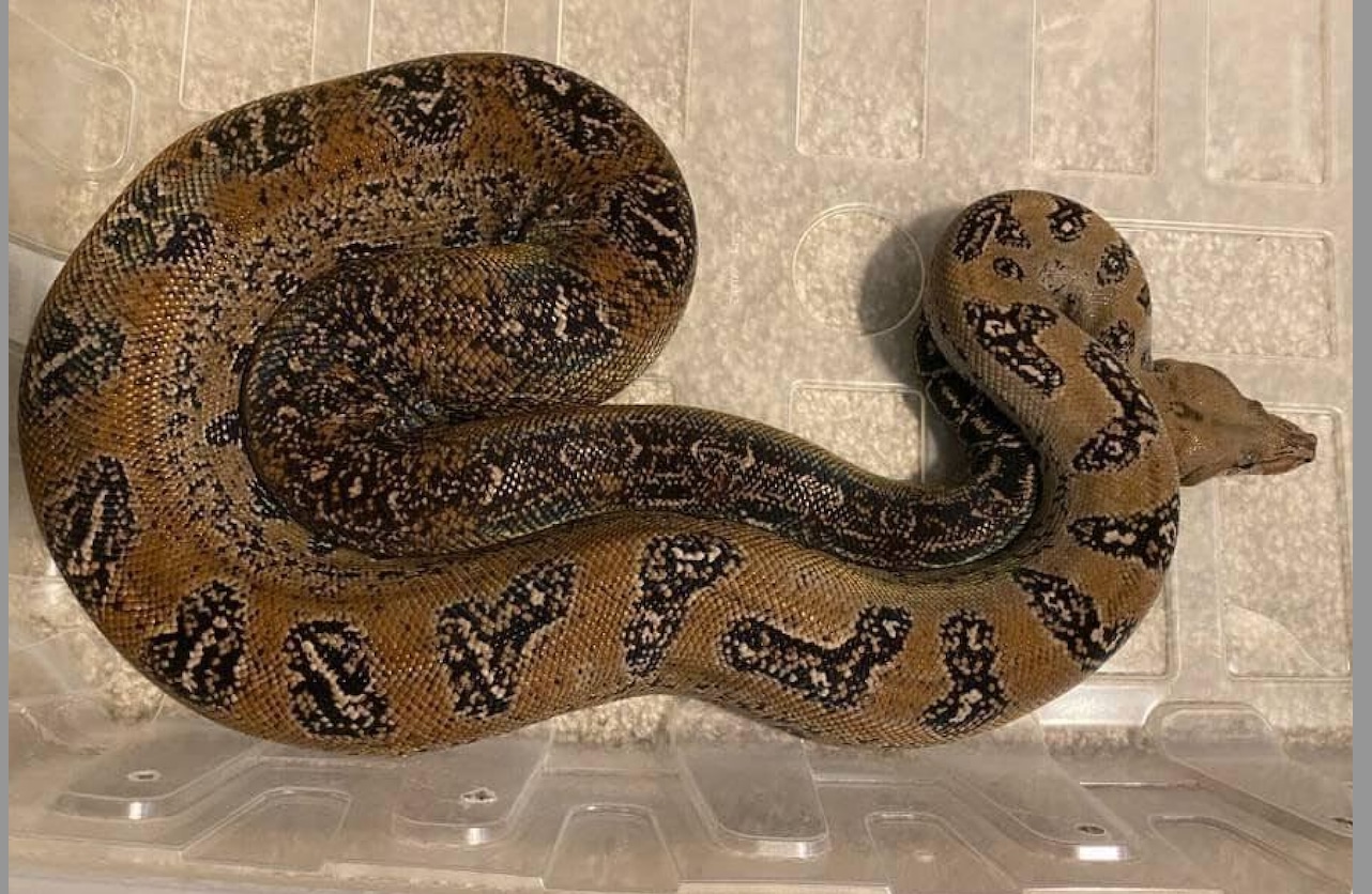 Sonoran Leopard Boa Boa Constrictor by Sierra Donnelly - MorphMarket