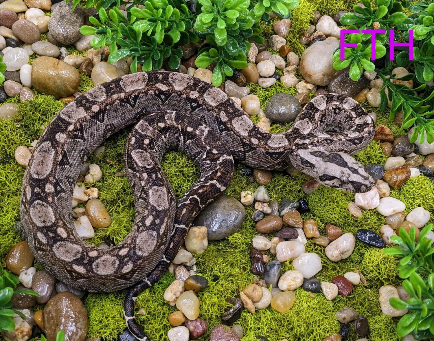 Female Tarahumara Boa Boa Constrictor by Sierra Donnelly - MorphMarket