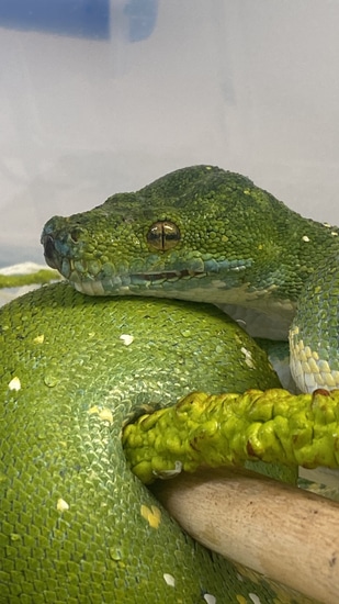 Biak Adult - Nido Tested! Green Tree Python by S Donnelly