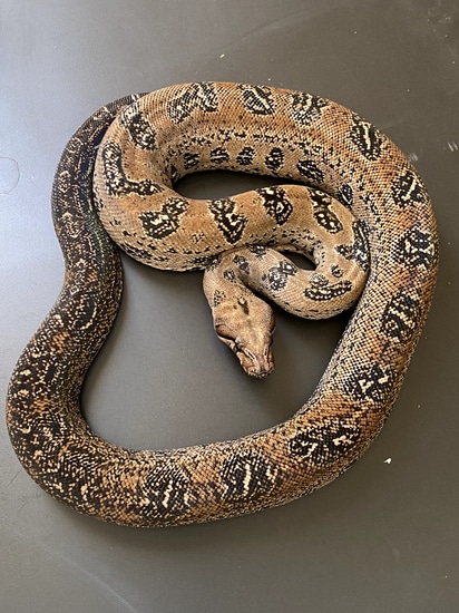 Adult Sonoran Leopard Boa "Morticia" Boa Constrictor by S Donnelly