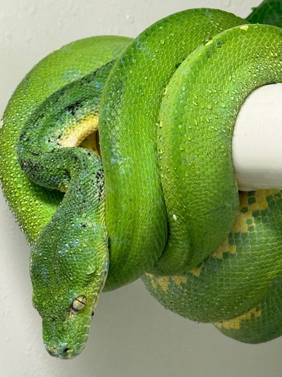 Male Aru X Biak Green Tree Python by S Donnelly