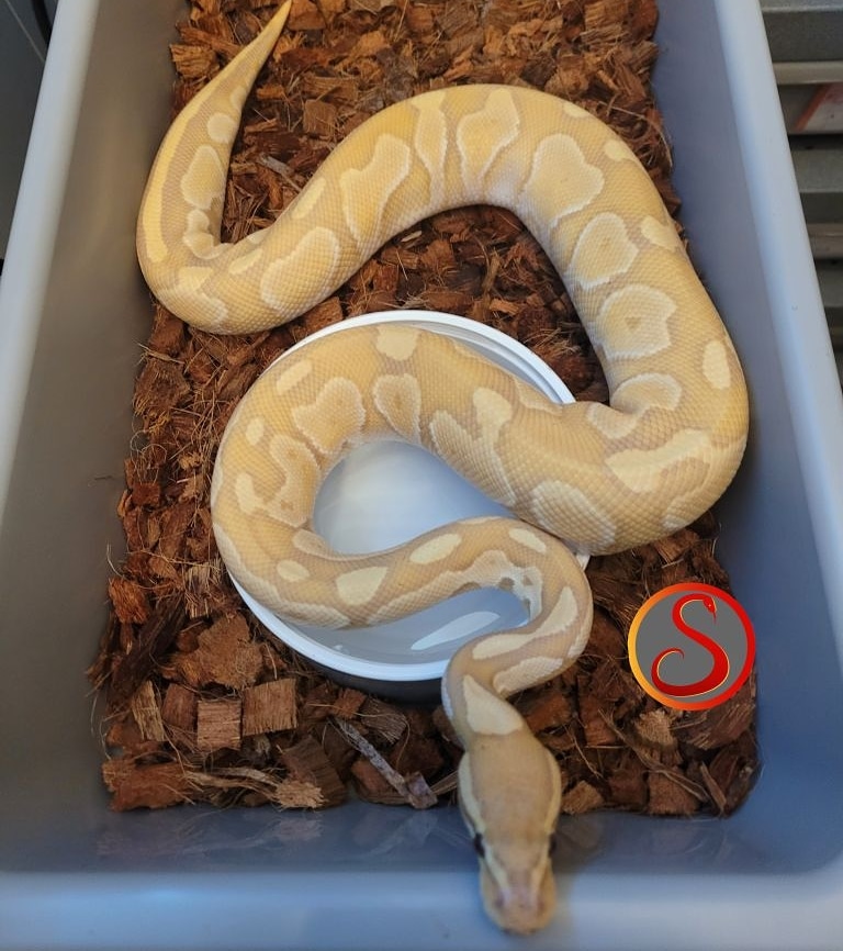 Butter Ultramel Ball Python by Sybil Serpents LLC - MorphMarket
