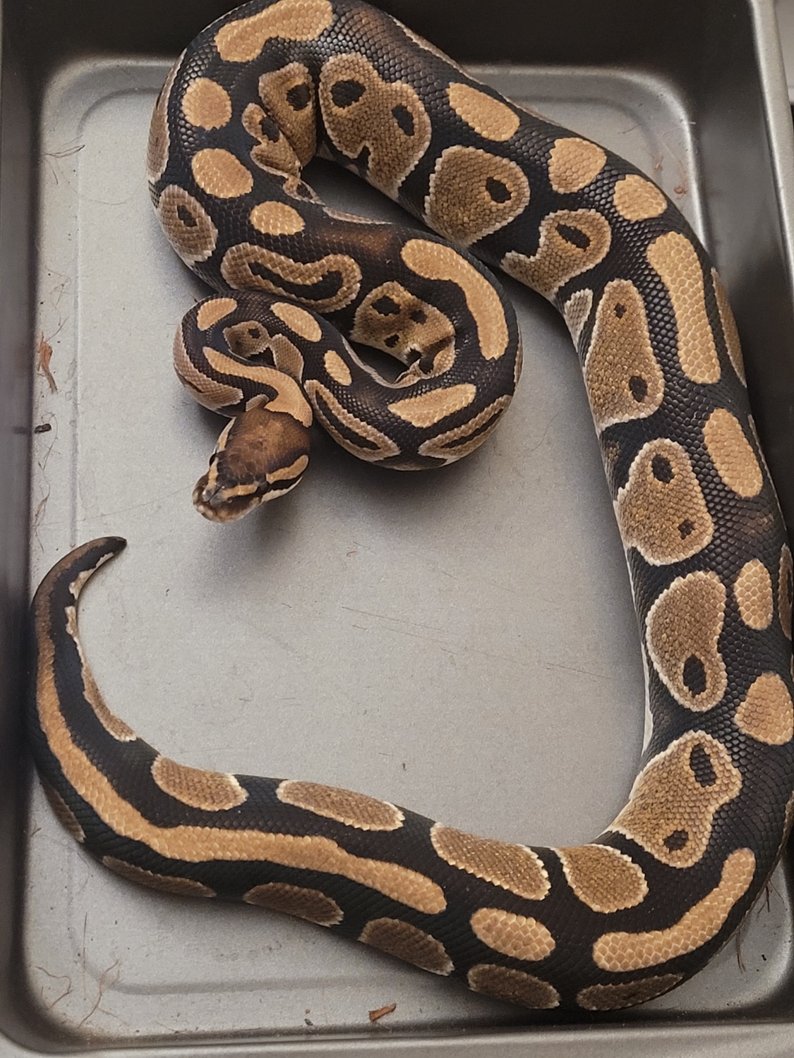 Dbl Het Monarch Clown Ball Python by Sybil Serpents LLC - MorphMarket