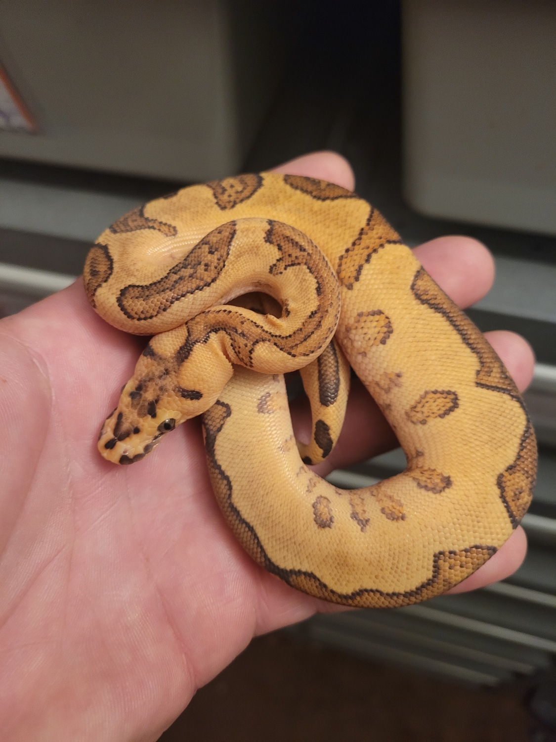 Enchi Fire Red Stripe Yellow Belly Clown Ball Python by Sybil Serpents ...