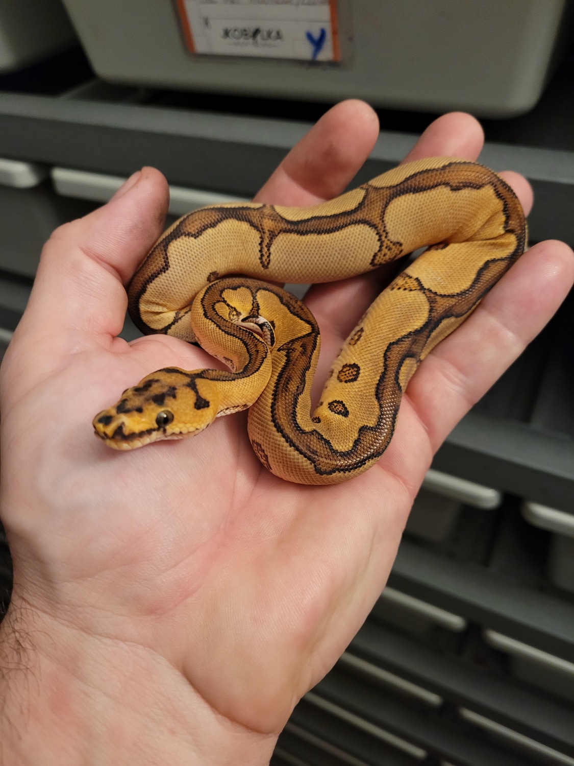 Enchi Red Stripe Yellow Belly Clown Ball Python by Sybil Serpents LLC ...