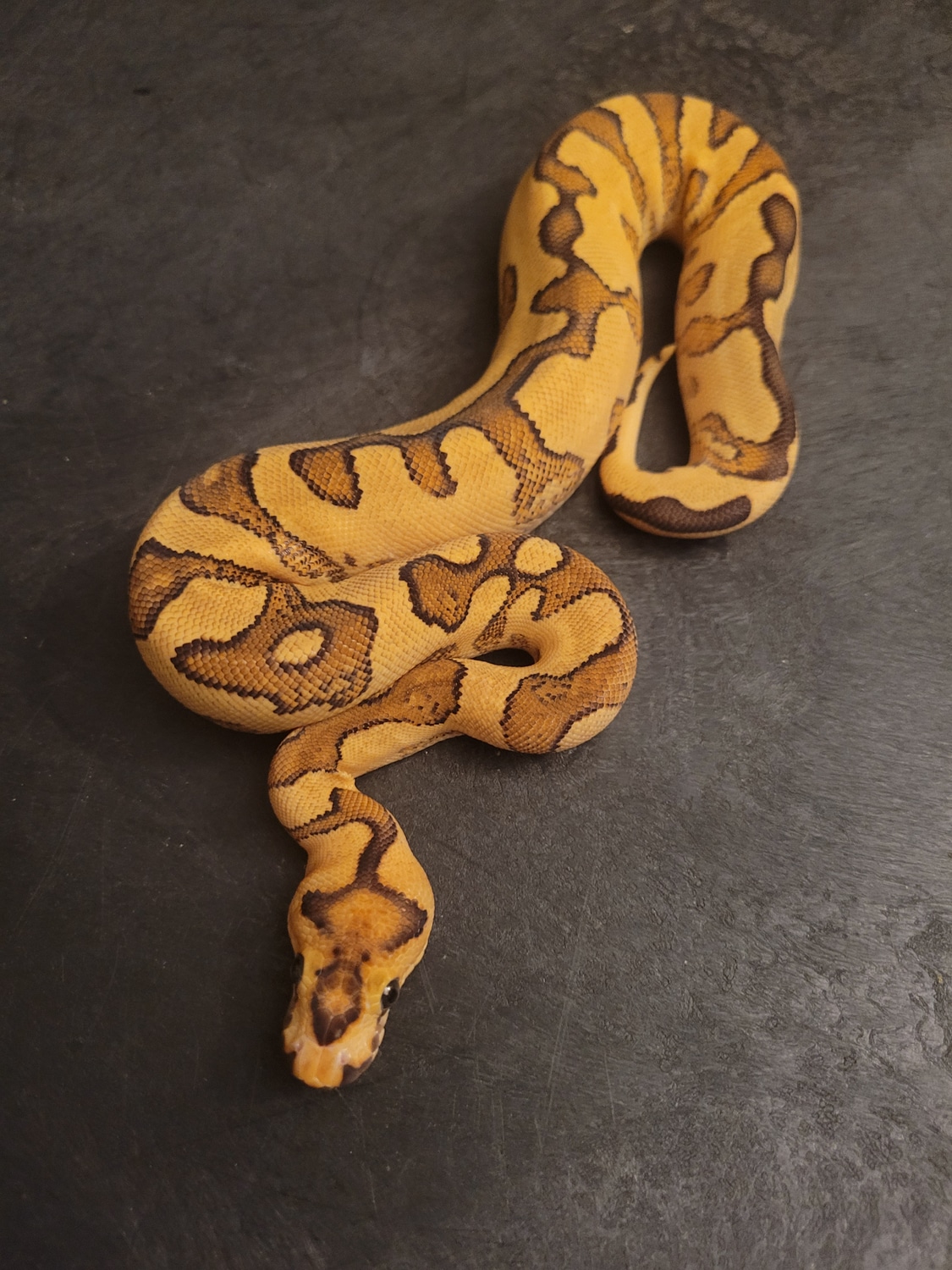 Enchi Fire Black Pastel Red Stripe Yellow Belly Clown Ball Python by ...