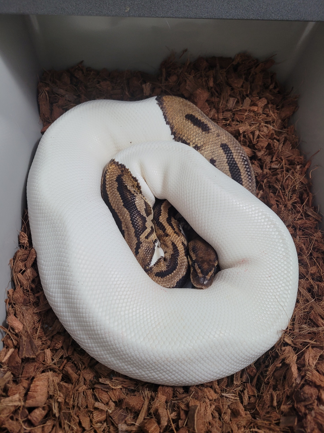 Leopard Pied Dbl Het Lav Albino Clown Ball Python by Sybil Serpents LLC ...