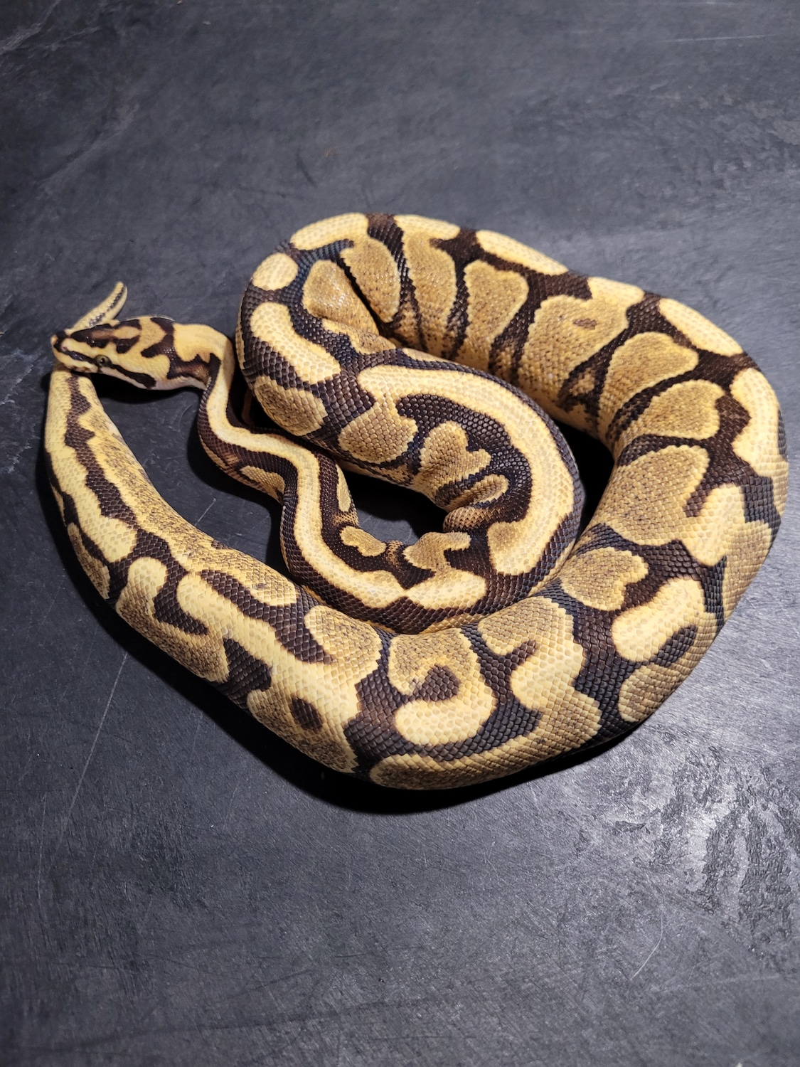 Enchi Fire Yellowbelly Spotnose Poss Red Stripe 66% Het Clown Ball ...