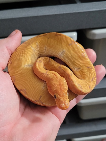 Pinstripe Ultramel Clown Ball Python by Sybil Serpents LLC