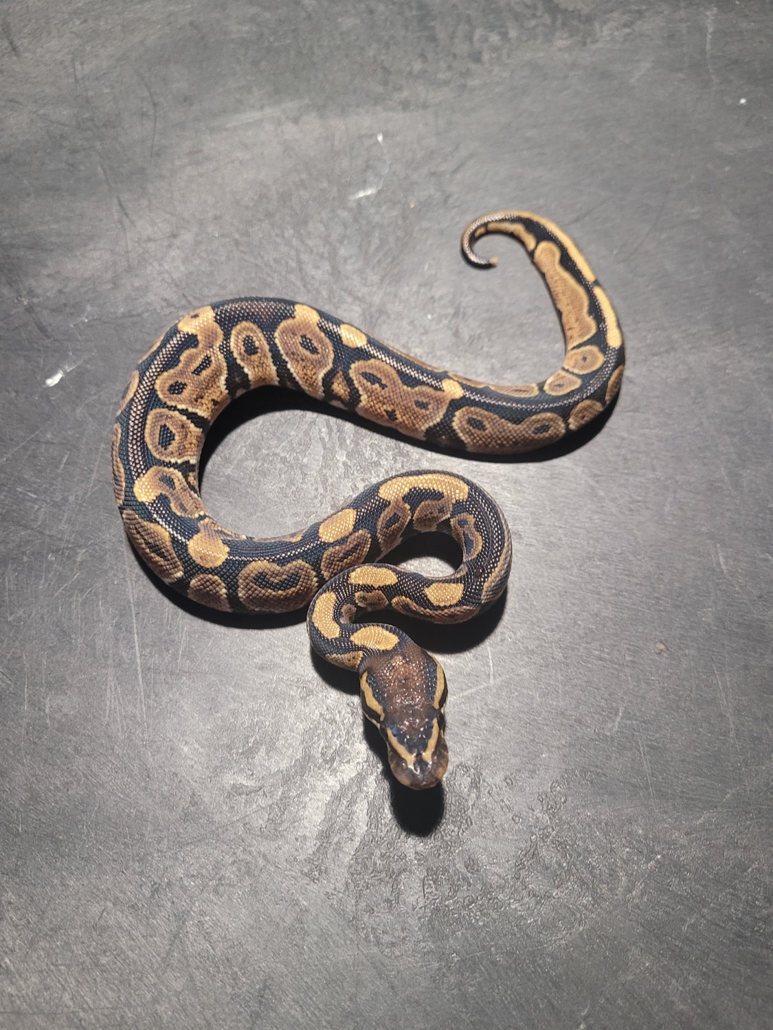Yellowbelly Het Ultramel Ball Python by Sybil Serpents LLC - MorphMarket