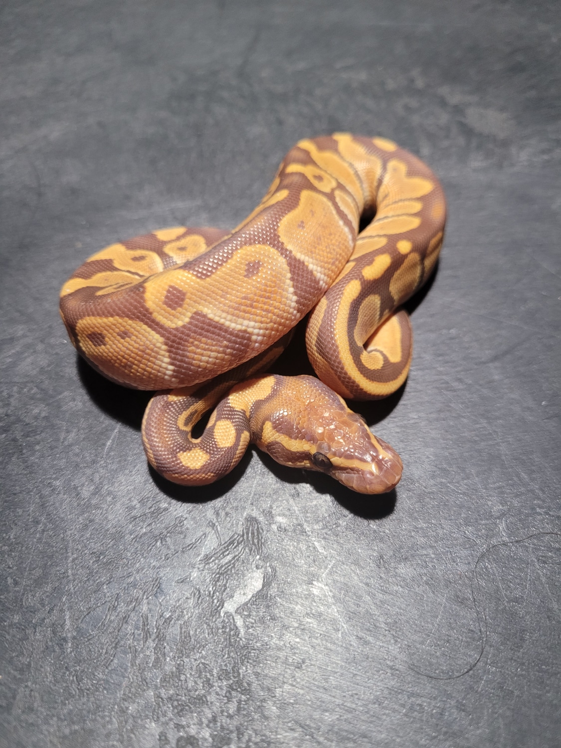 Ultramel Poss Het Hypo Ball Python by Sybil Serpents LLC - MorphMarket