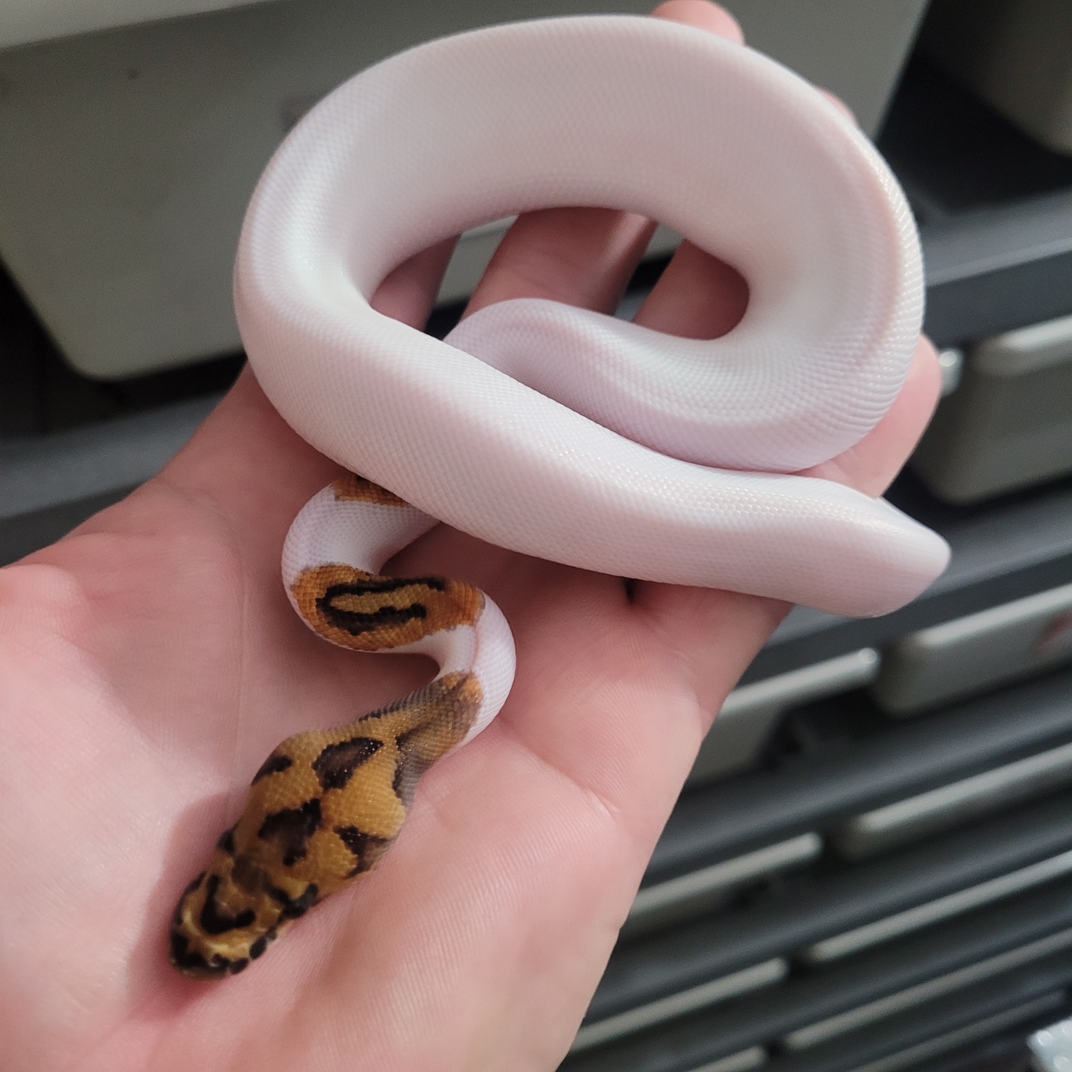Clown Pied Poss Leo Ball Python by Sybil Serpents LLC - MorphMarket