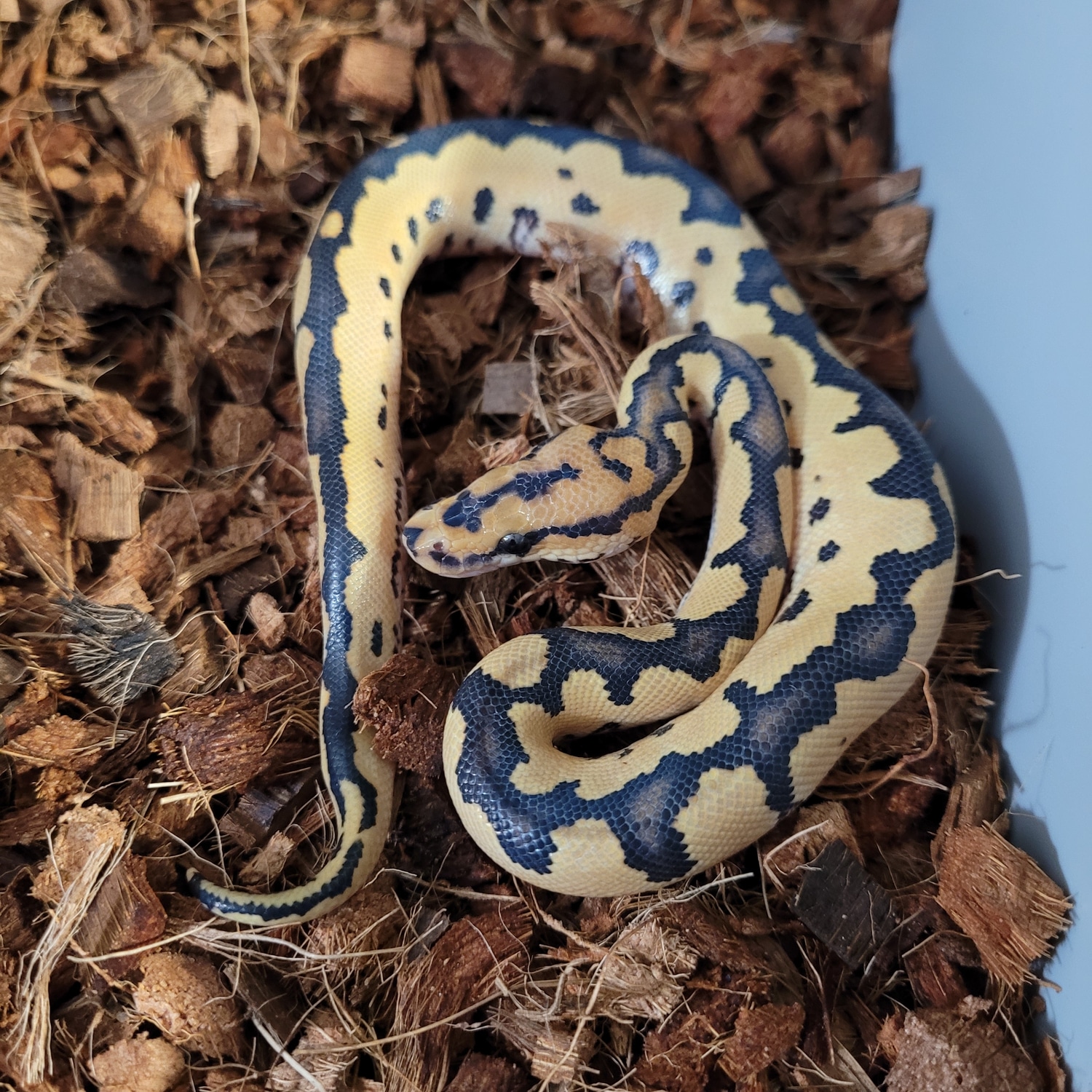 Desert Ghost Clown Ball Python by Sybil Serpents LLC - MorphMarket