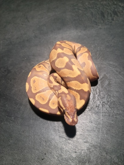 Yellowbelly Ultramel Ball Python by Sybil Serpents LLC