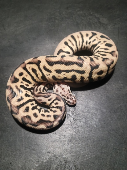 Pastel Leopard Spotnose Dbl 66% Het Monarch Clown Ball Python by Sybil ...