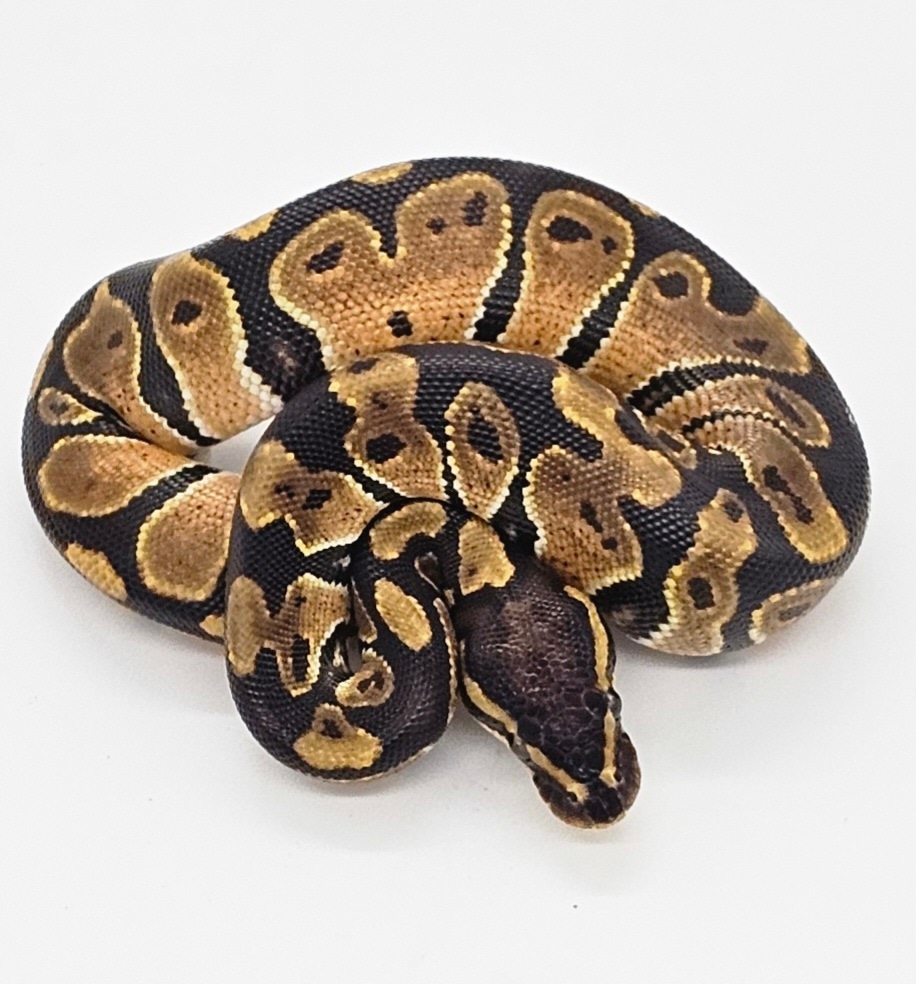 ODYB Het Ultramel Ball Python by Sybil Serpents LLC - MorphMarket
