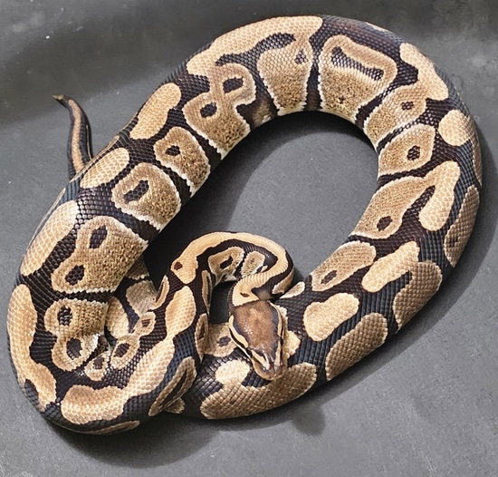 100% Het Desert Ghost 50% Het Cryptic Ball Python by Sybil Serpents LLC