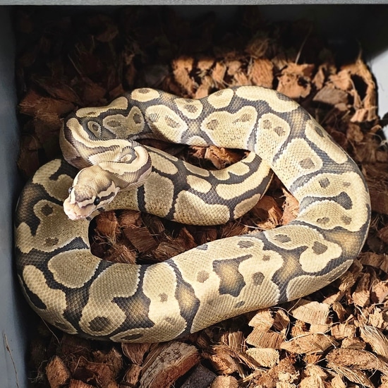 Super Vanilla Ball Python by Sybil Serpents LLC