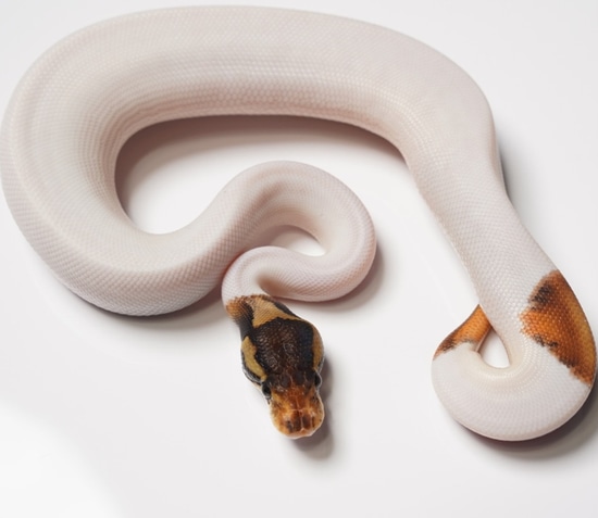 Enchi Cinnamon Leopard Pied 100% Het Desert Ghost Ball Python by Sybil ...