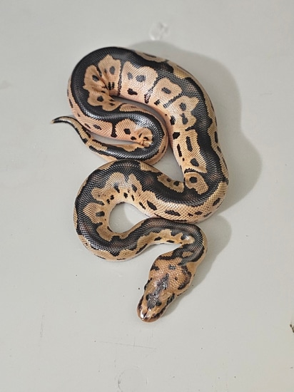 NO RESERVE!!!****OD Clown Ball Python by Sybil Serpents LLC