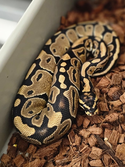 Leo Pastel Spotnose Combo 66% Monarch 66% Clown Ball Python by Sybil ...