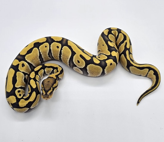 Desert Ghost Hypo 100% Het Clown Ball Python by Sybil Serpents LLC