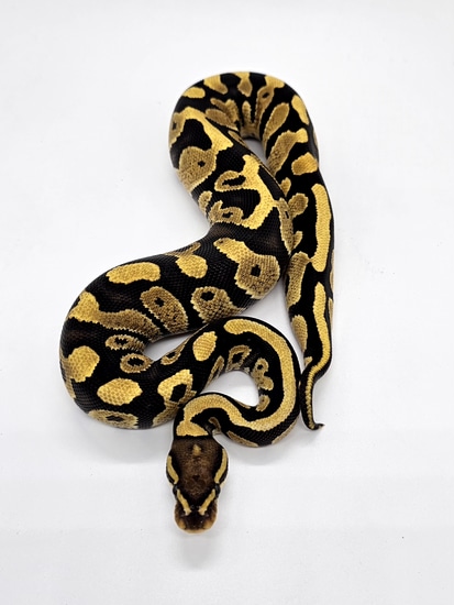 Fire Het Clown Ball Python by Sybil Serpents LLC
