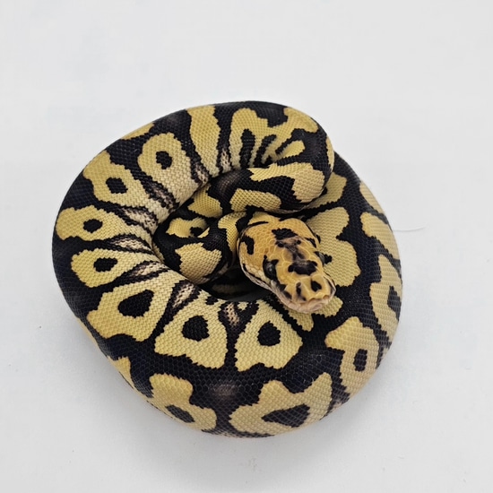 Spotnose Desert Ghost Clown Ball Python by Sybil Serpents LLC