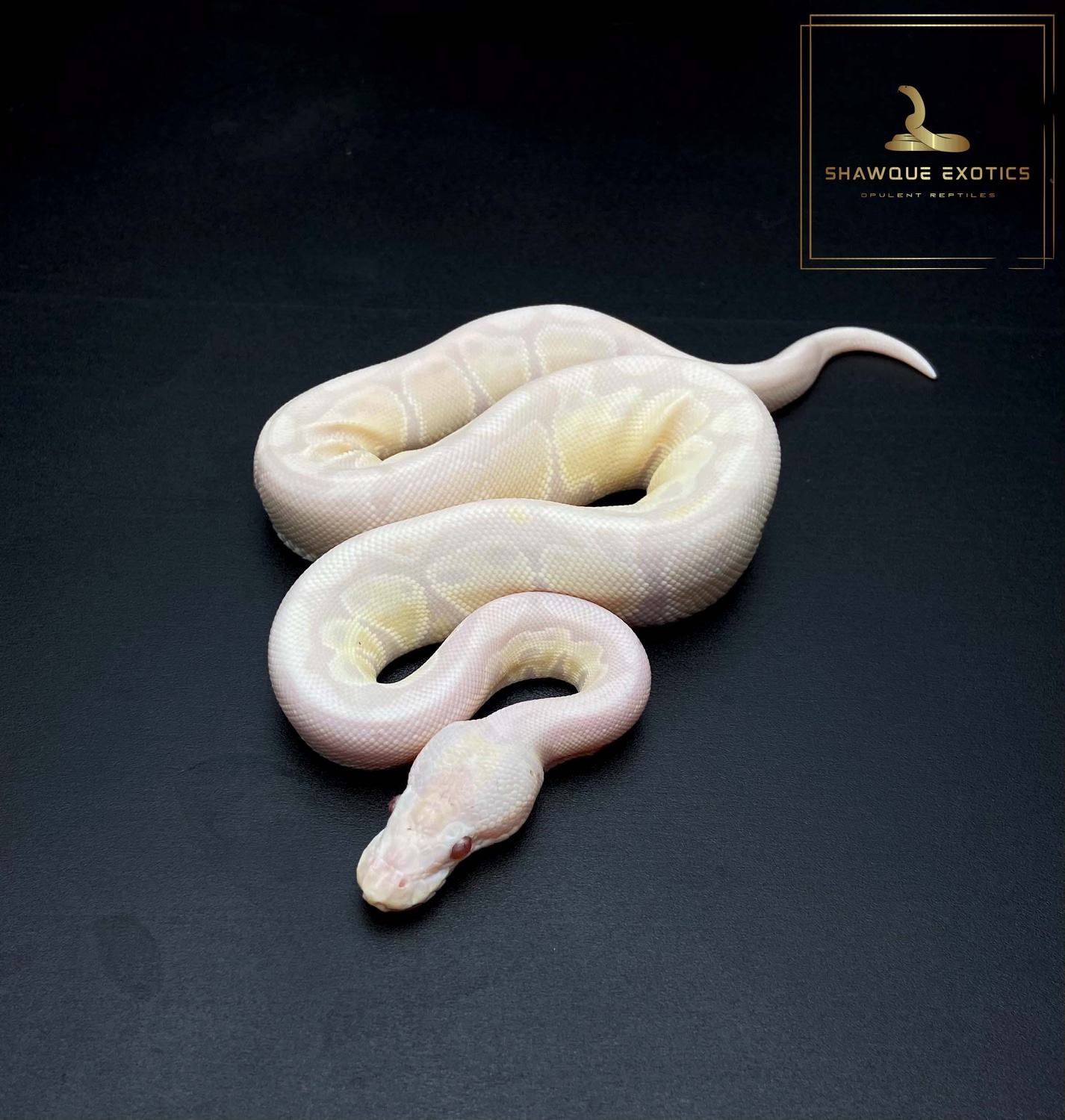 0.1 VPI Axanthic Lavender Albino Ball Python by Shawque Exotics, LLC ...