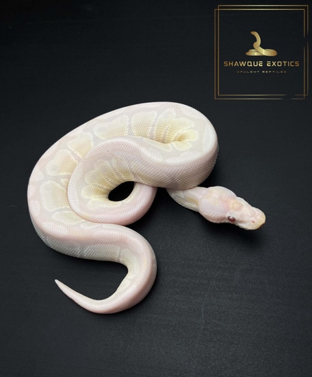 VPI Axanthic Lavender Albino Ball Python by Shawque Exotics, LLC.