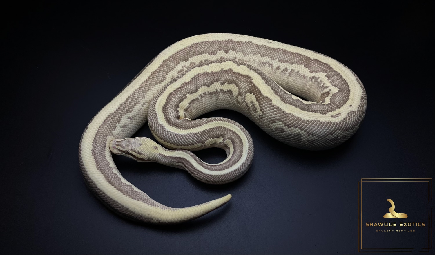 MARTY (Super Leopard, Pastel, Fire Hypo) Ball Python by Shawque Exotics ...