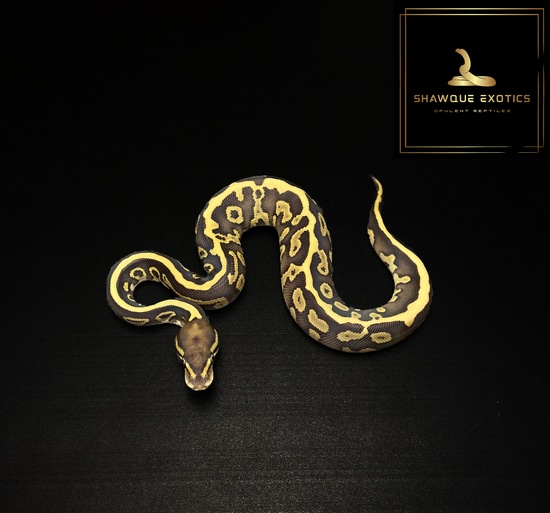 Leopard Lesser Ball Python by Shawque Exotics, LLC.