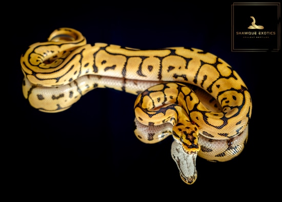 Leopard Mojave Spider POS Het Hypo Ball Python by Shawque Exotics, LLC.