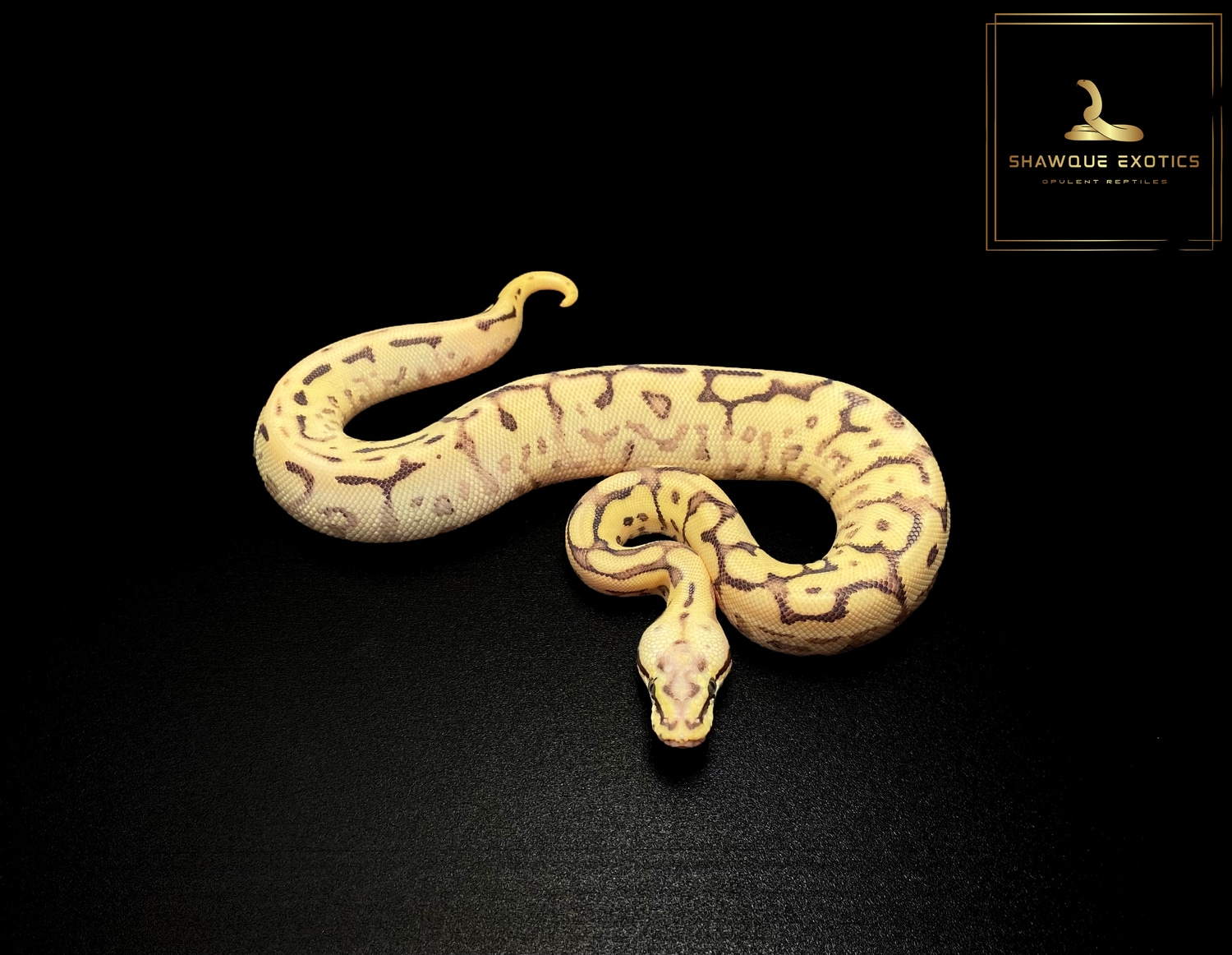 Leopard Mojave Pastel Spider Ball Python by Shawque Exotics, LLC ...