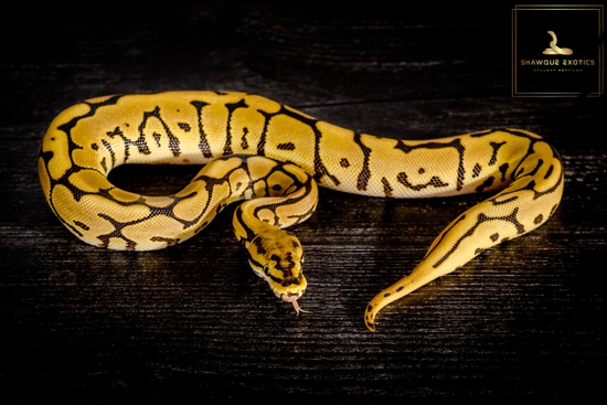 Leopard Mojave Spider POS Het. Hypo Ball Python by Shawque Exotics, LLC.