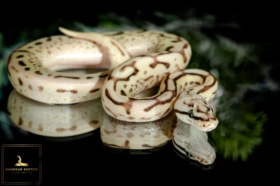 Fire Leopard Mojave Spider Pastel POS Het. Hypo Ball Python by Shawque Exotics, LLC.