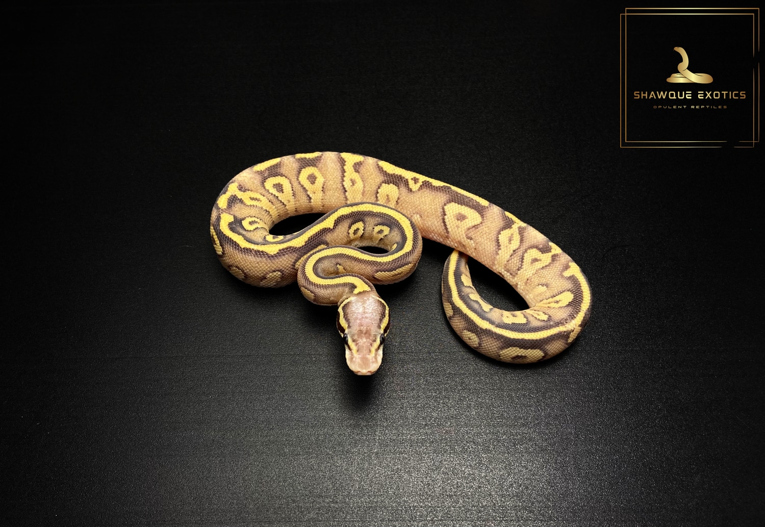 Firefly Mojave Het VPI 50% Het Lavender Albino Ball Python by Shawque ...