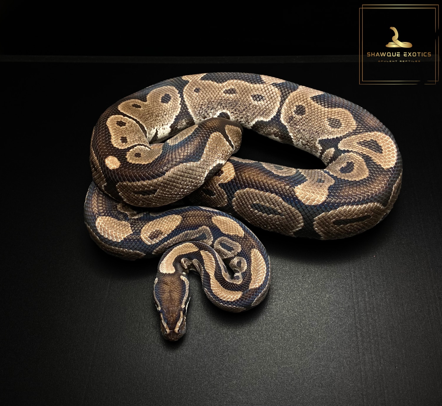 GEORGE (Ax (VPI) Het. Lav. Albino) Ball Python by Shawque Exotics, LLC. - MorphMarket