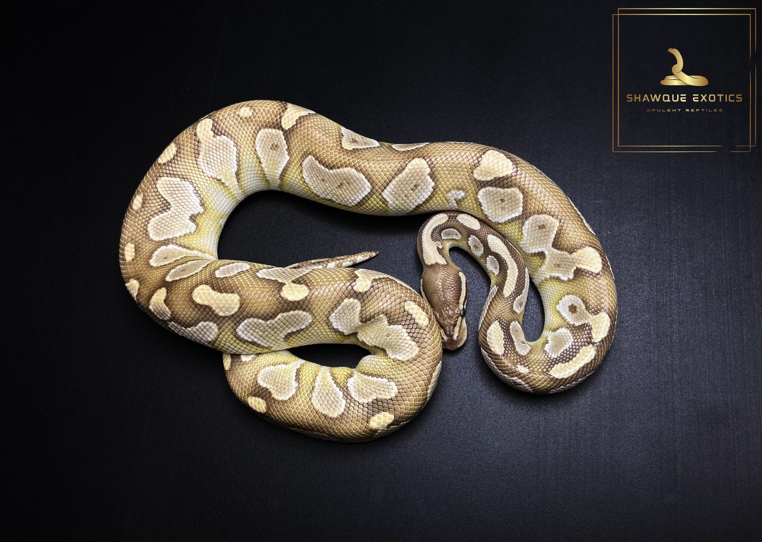 **FREE SHIPPING** 0.1 Black Head, Lesser, Het. Hypo Ball Python by ...