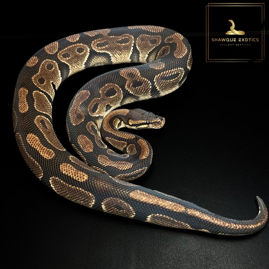 Adult Normal Ball Python by Shawque Exotics, LLC.
