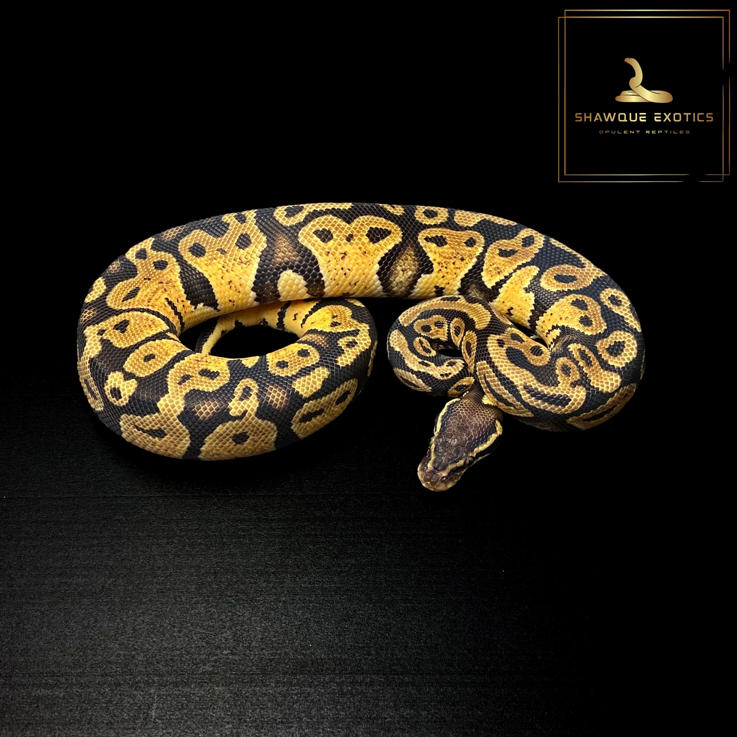 **FREE SHIPPING** Pastel Leopard POS Het Hypo Ball Python by Shawque ...