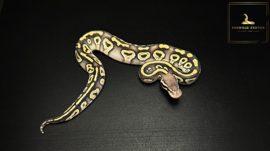 Pastave Het Axanthic (VPI) 50% Het Lavender Albino Ball Python by Shawque Exotics, LLC.