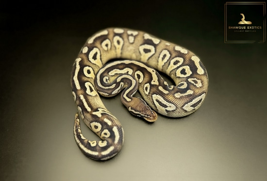 Pastave Ball Python by Shawque Exotics, LLC.