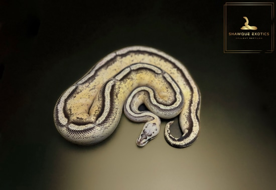 0.1 Pastel Super Stripe Ball Python by Shawque Exotics, LLC.