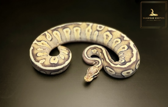 Superfly Mojave Ball Python by Shawque Exotics, LLC.
