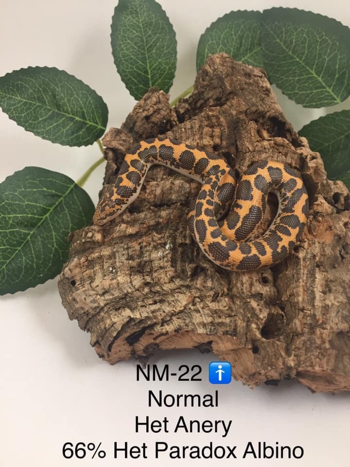 Normal Het Anery 66% PH Paradox Albino Kenyan Sand Boa by Sydney Sand's ...