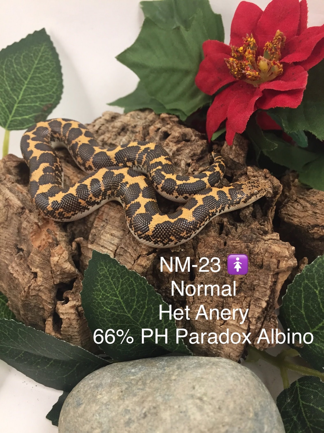 Sand Boa Normal Het Anery 66% PH Paradox Albino Kenyan Sand Boa by ...